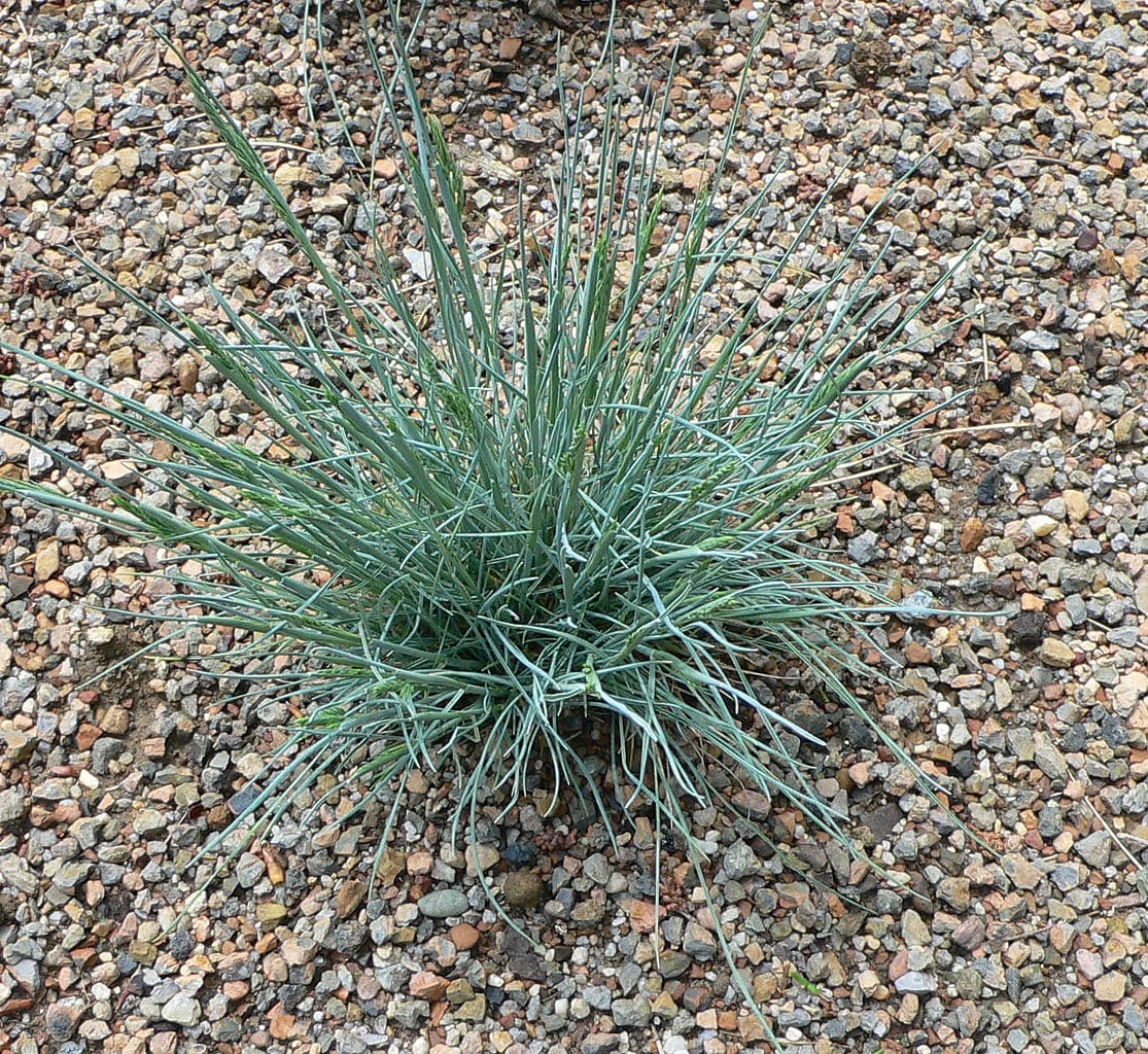 Conozca la Festuca glauca: una planta resistente y hermosa - Verdes