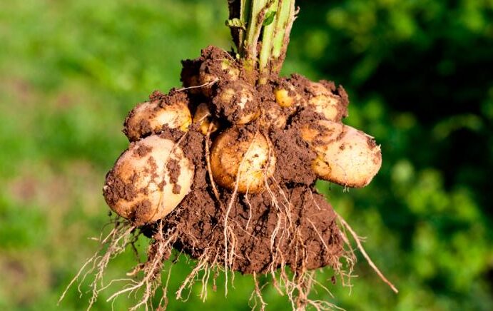 Cuidado del tubérculo de otoño – Verdes