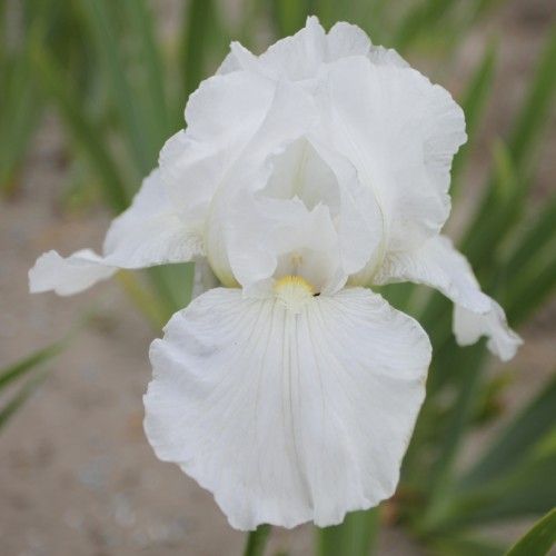 Iris ‘Catch A Star’ (Iris barbudo) – Verdes