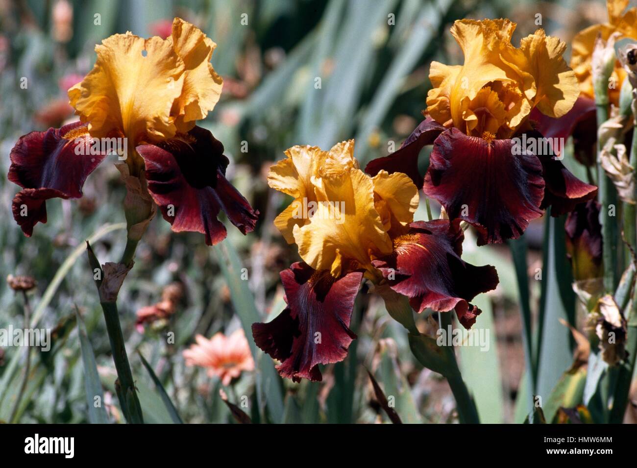 Iris 'Supreme Sultan' (Iris barbudo) - Verdes