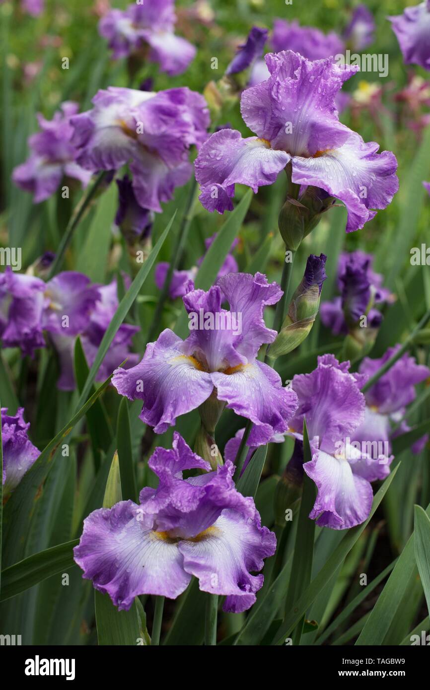 Iris 'Twilight Rapture' (Iris barbudo) - Verdes