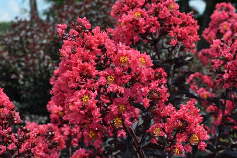 Lagerstroemia Midnight Magic ™ (mirto crepé) - Verdes