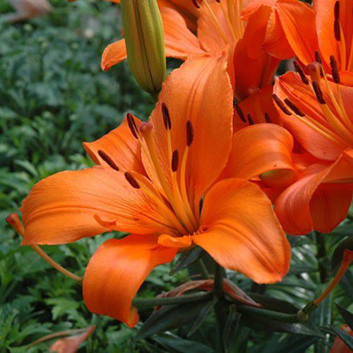 Lilium 'Brunello' (lirio asiático) - Verdes