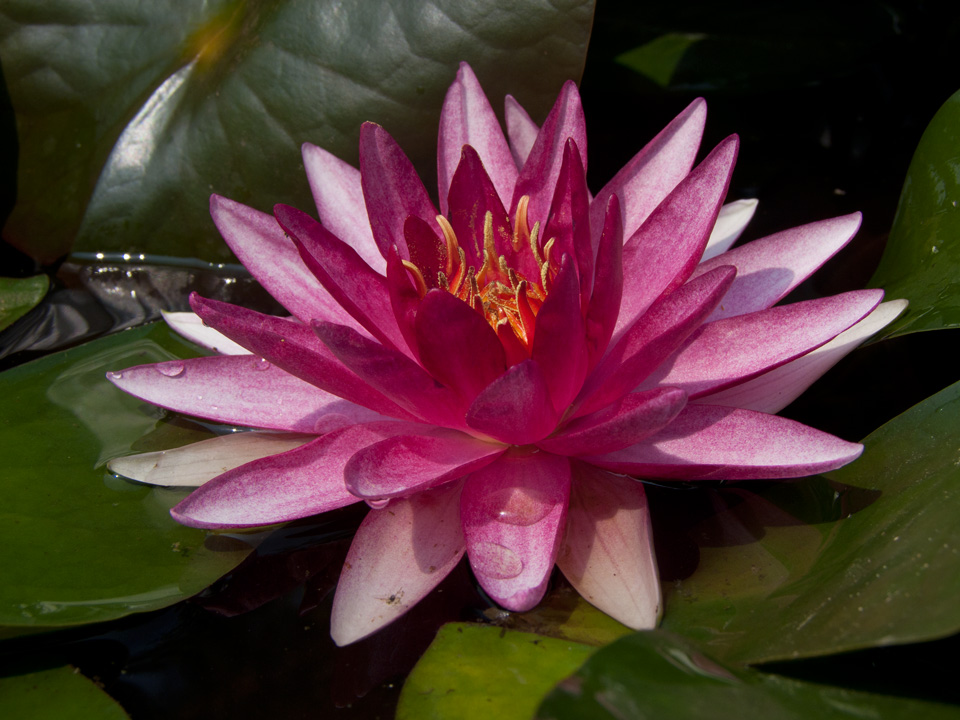 Nymphaea 'Conqueror' (nenúfar resistente) - Verdes