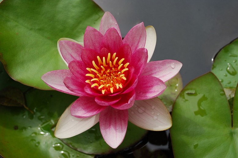 Nymphaea 'Pygmaea Rubra' (Lirio de agua resistente) - Verdes