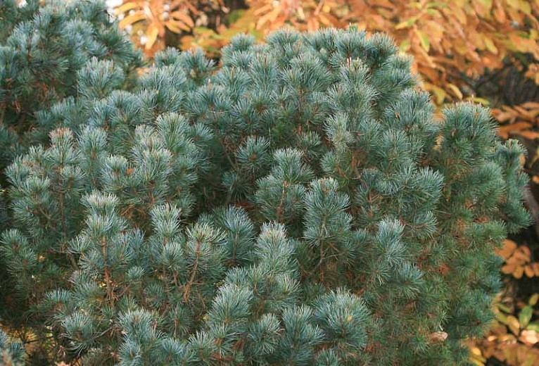 Pinus pumila 'Glauca' (pino enano siberiano) - Verdes
